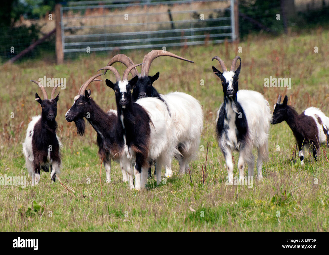 Bagot Goats Somerset Stock Photo - Alamy