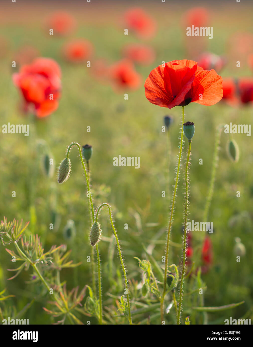 Beautiful English poppy field Stock Photo - Alamy