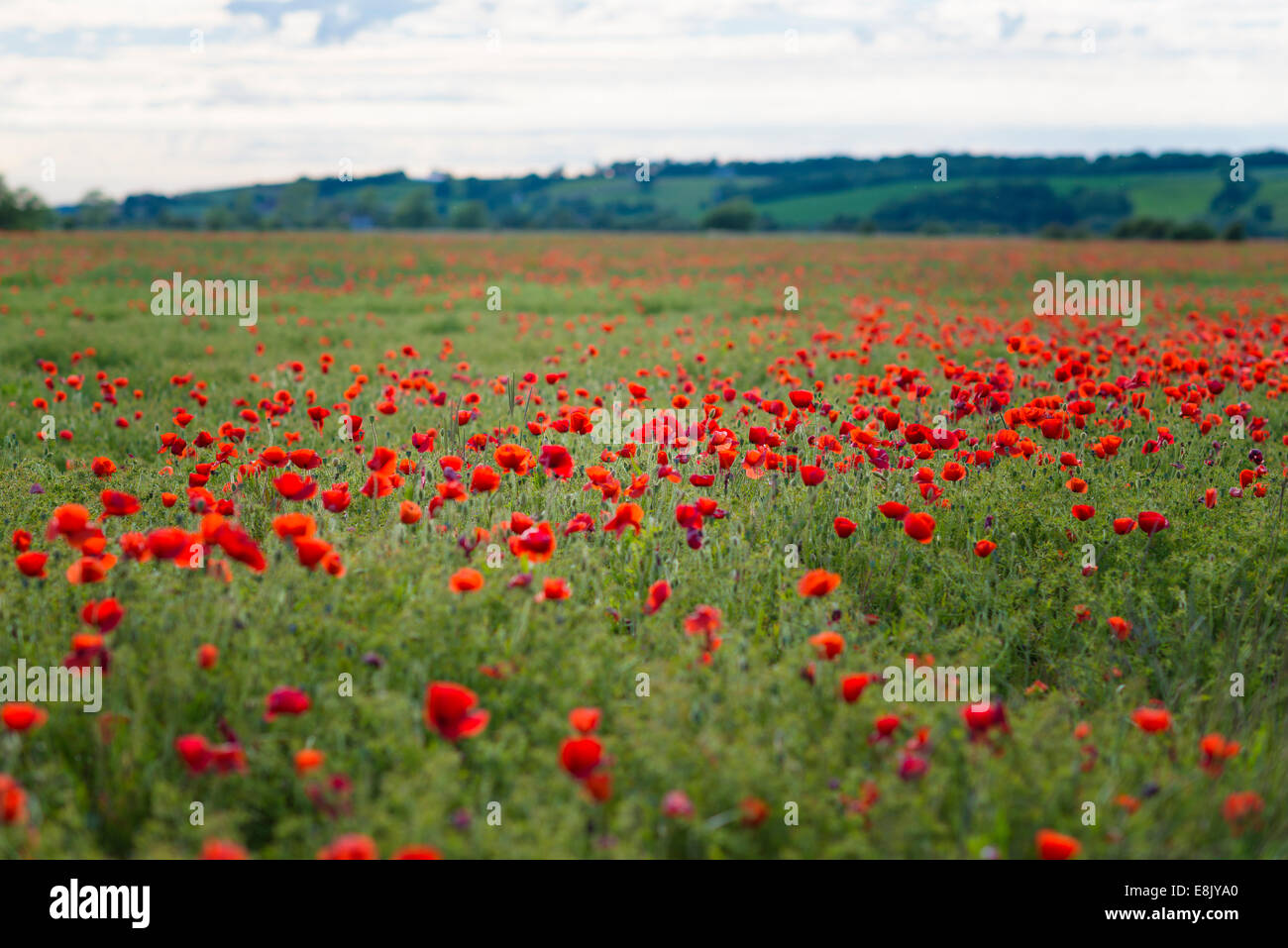 Beautiful English poppy field Stock Photo - Alamy