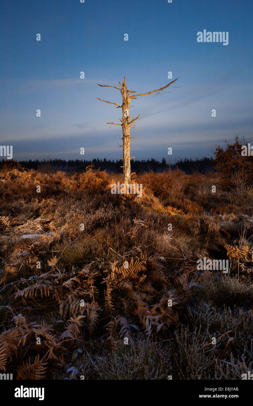 Night of the dead hi-res stock photography and images - Alamy