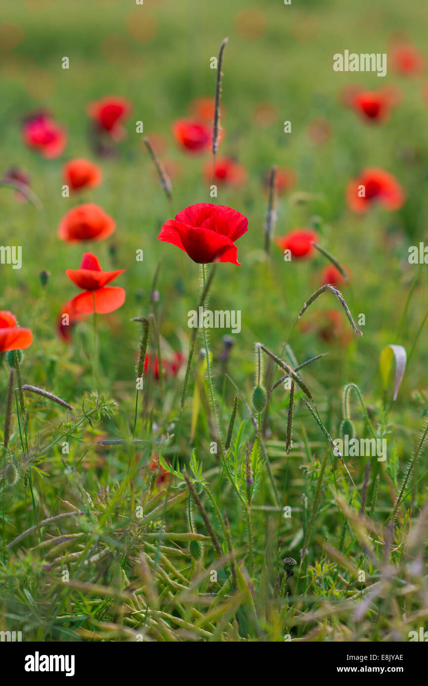Tall poppy hi-res stock photography and images - Alamy