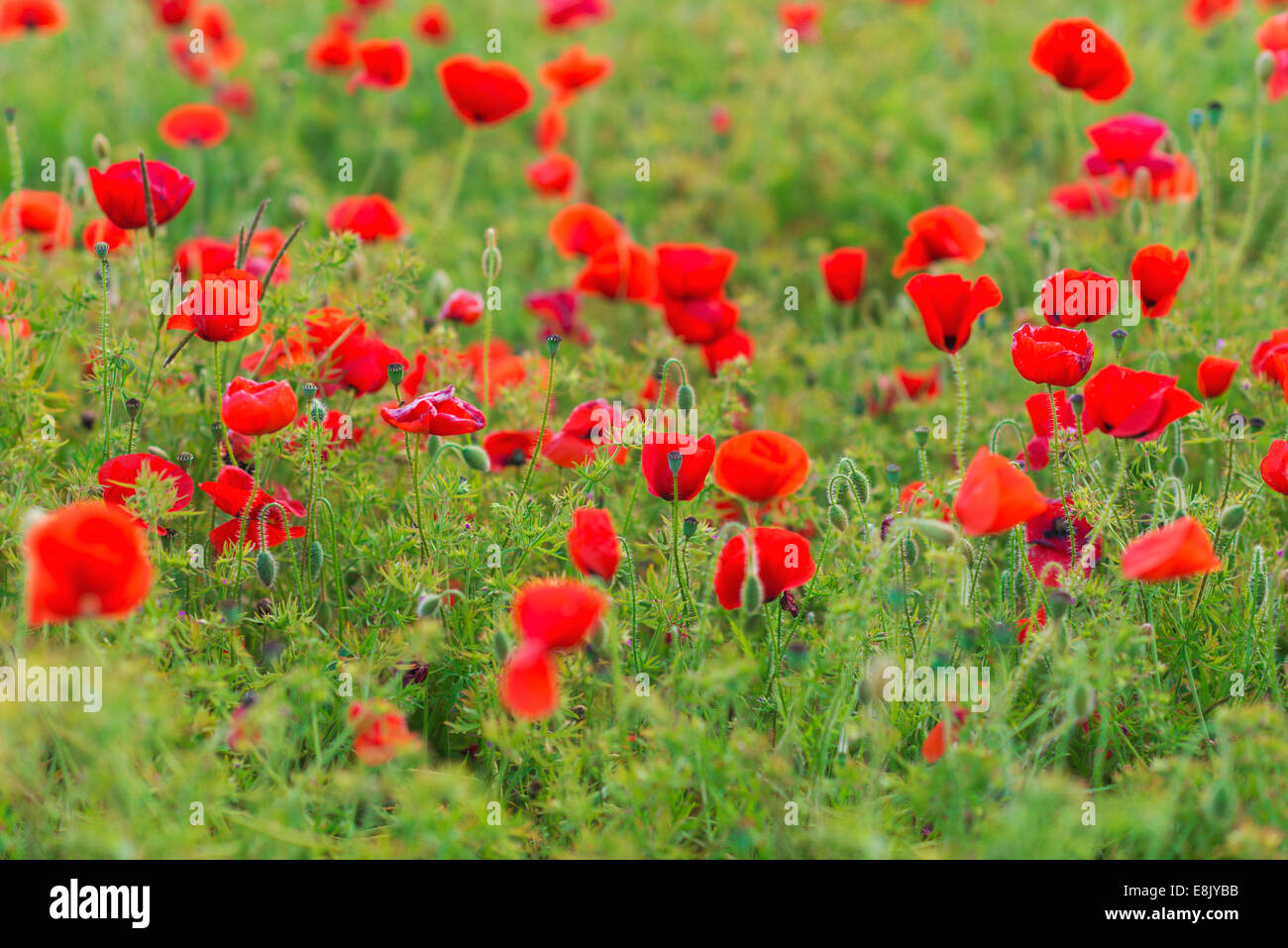 Beautiful English poppy field Stock Photo - Alamy