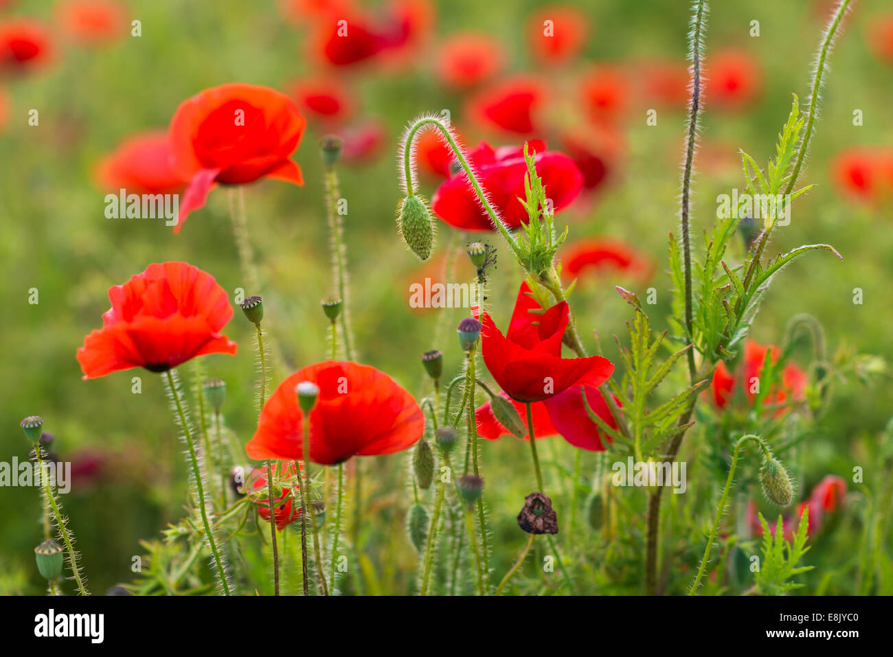 Beautiful English poppy field Stock Photo - Alamy