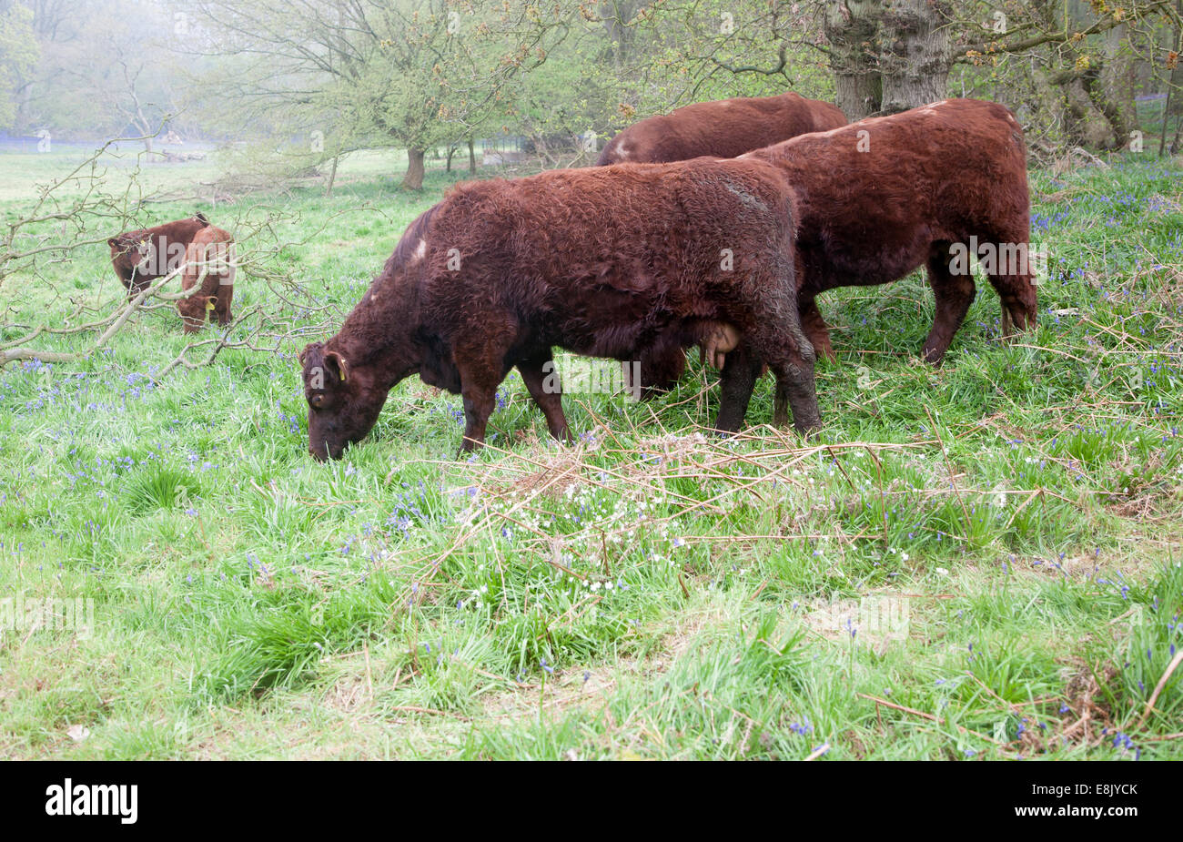 Eu and cattle hi-res stock photography and images - Alamy