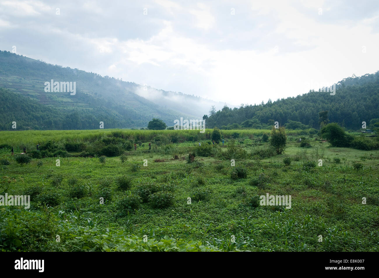 Terrace farming rwanda hi-res stock photography and images - Alamy