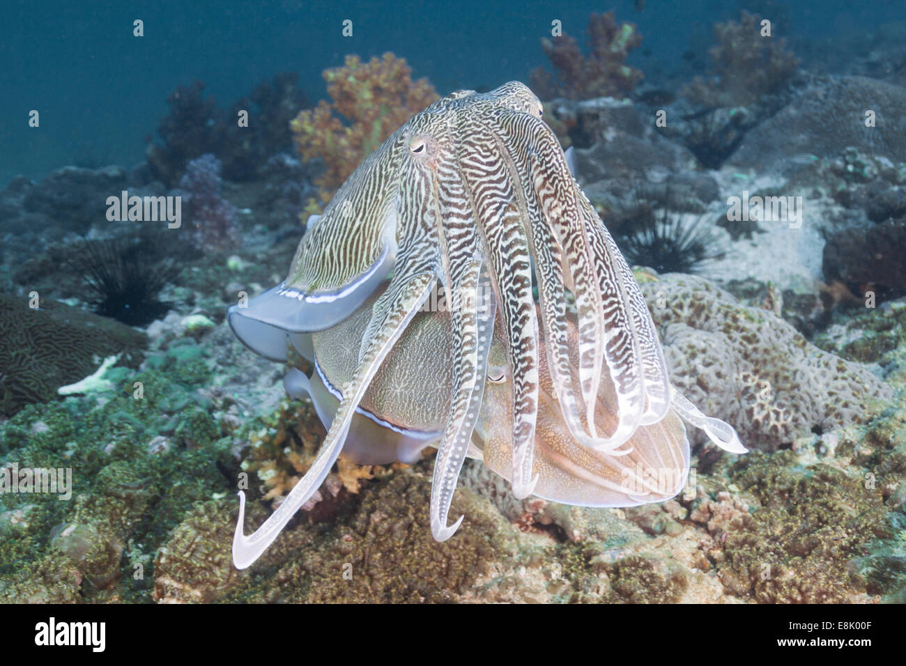 Dimaniyat hi-res stock photography and images - Alamy