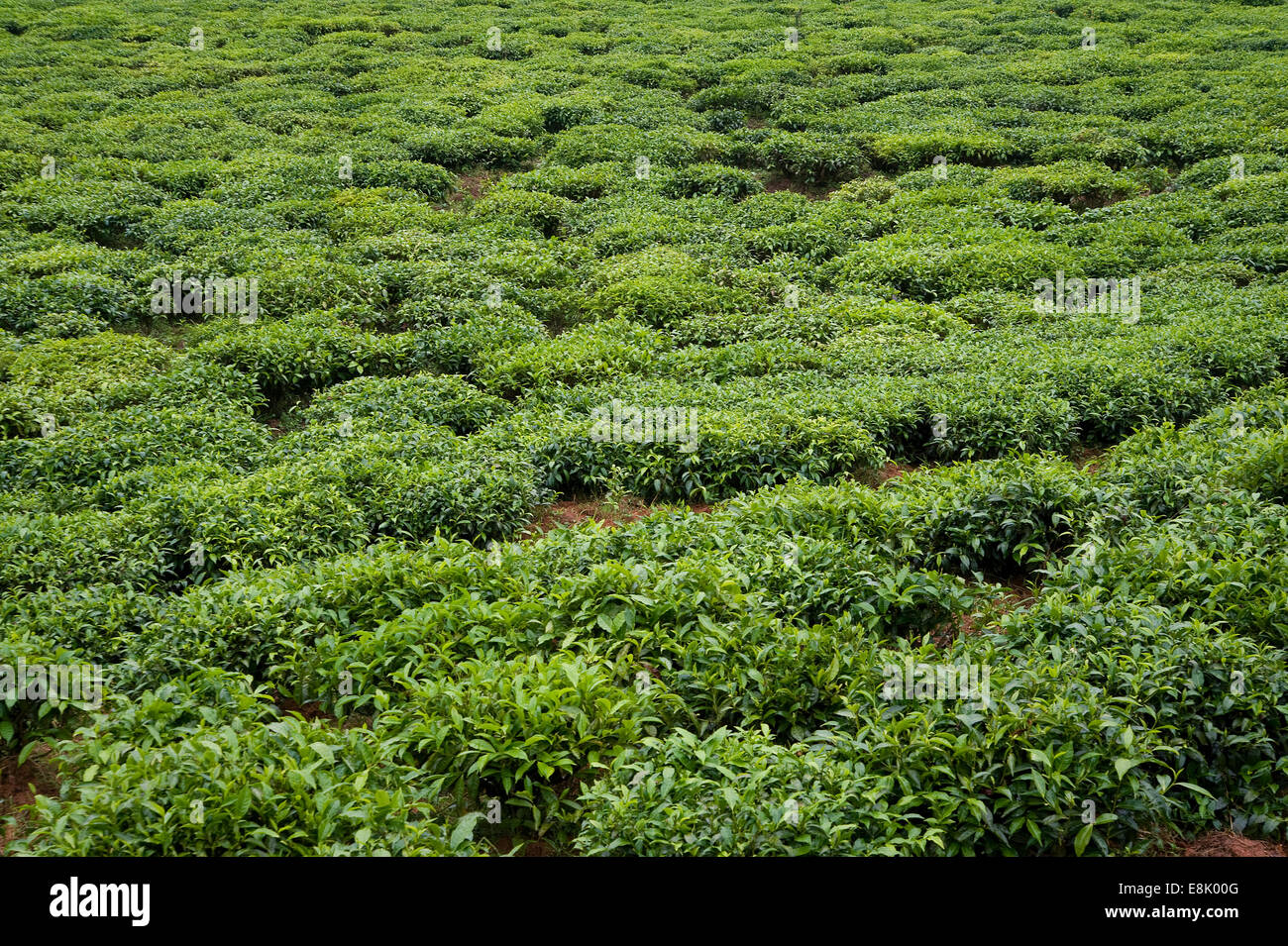 Tea production hi-res stock photography and images - Alamy