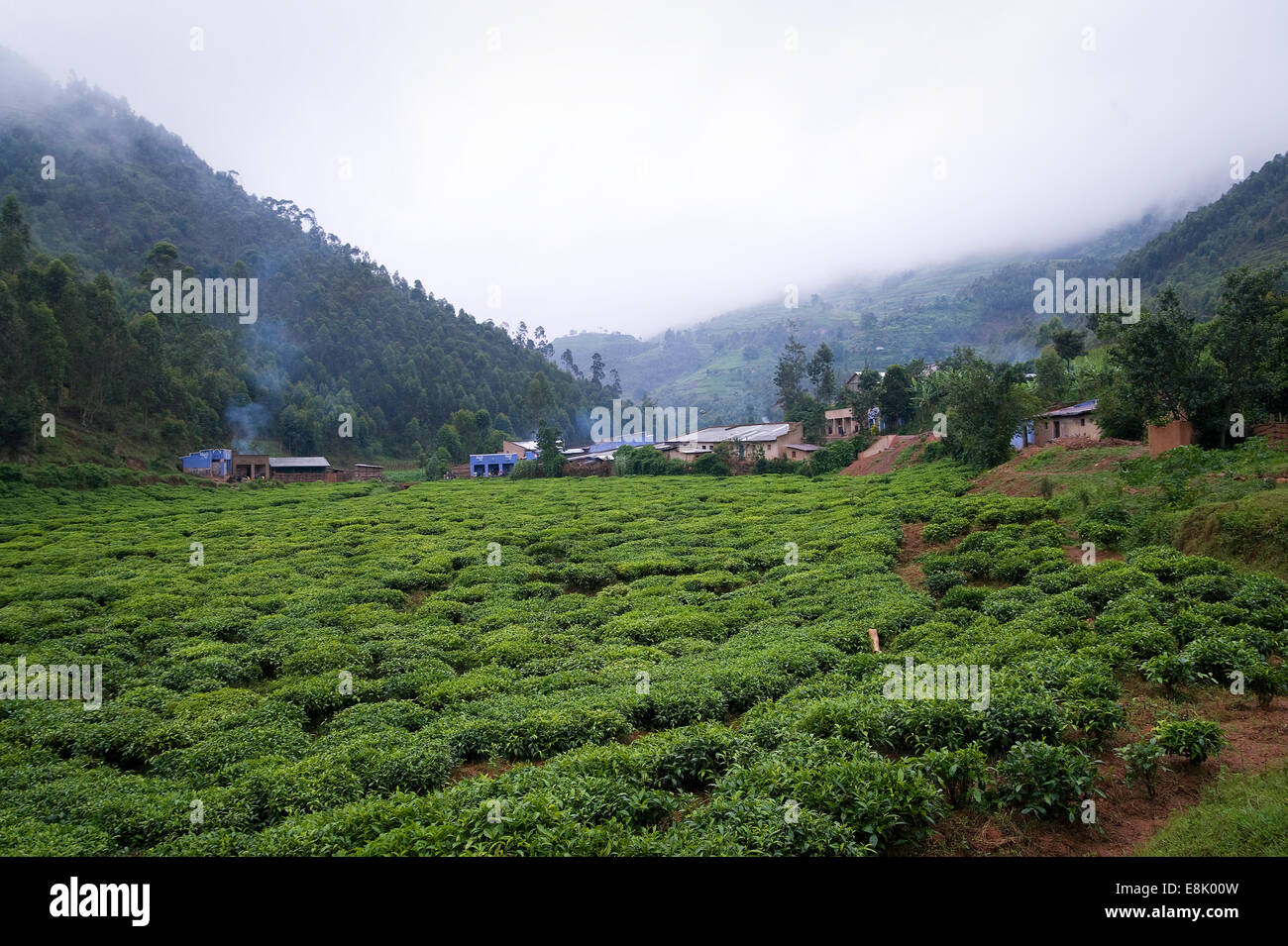 Terrace farming rwanda hi-res stock photography and images - Alamy