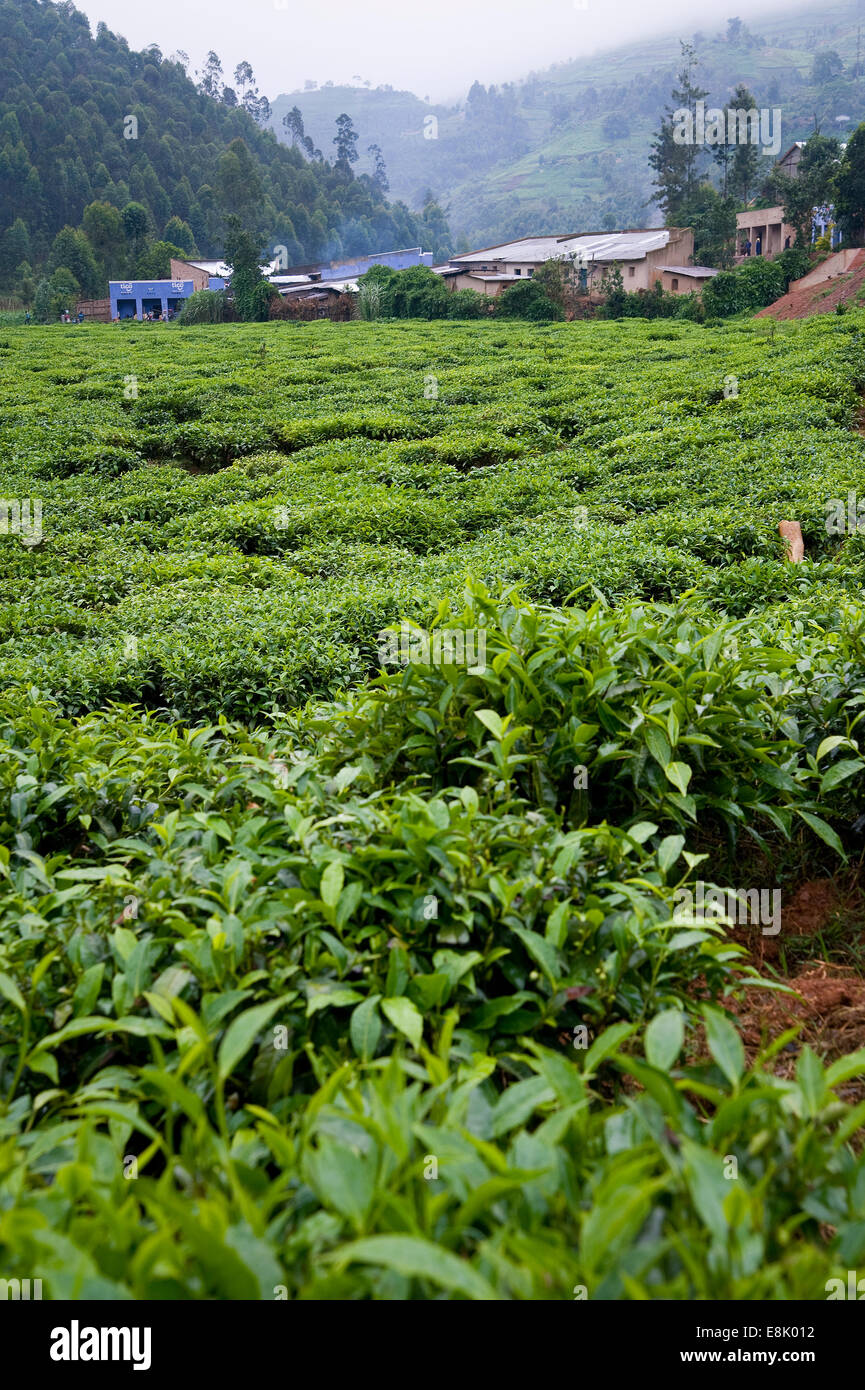 Terrace farming rwanda hi-res stock photography and images - Alamy