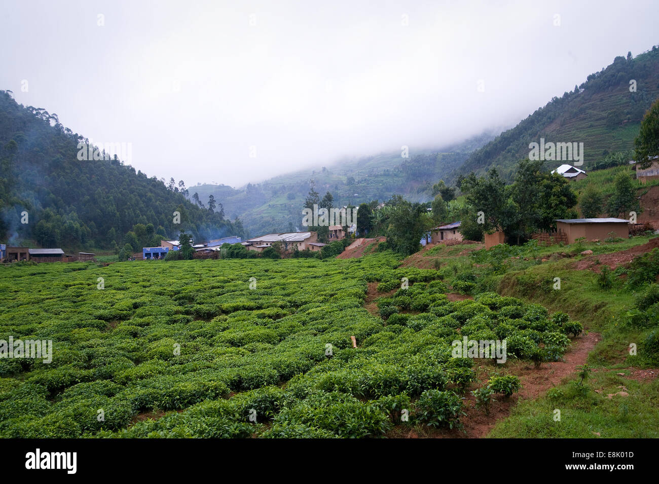 RWANDA, BJUMBA: Around Bjumba are large tea plantations where many ...