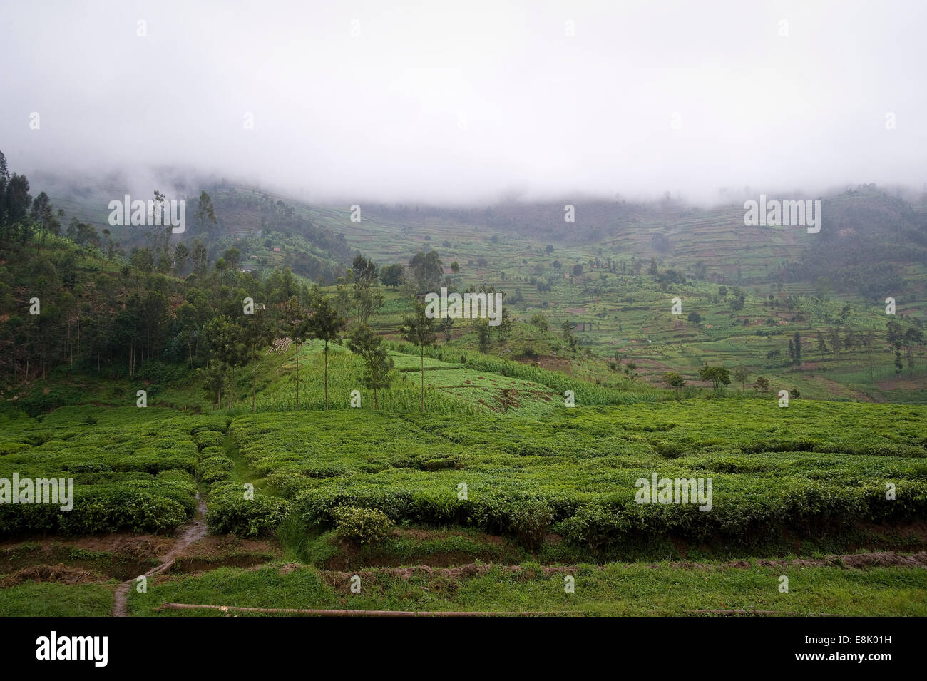 Terrace farming rwanda hi-res stock photography and images - Alamy