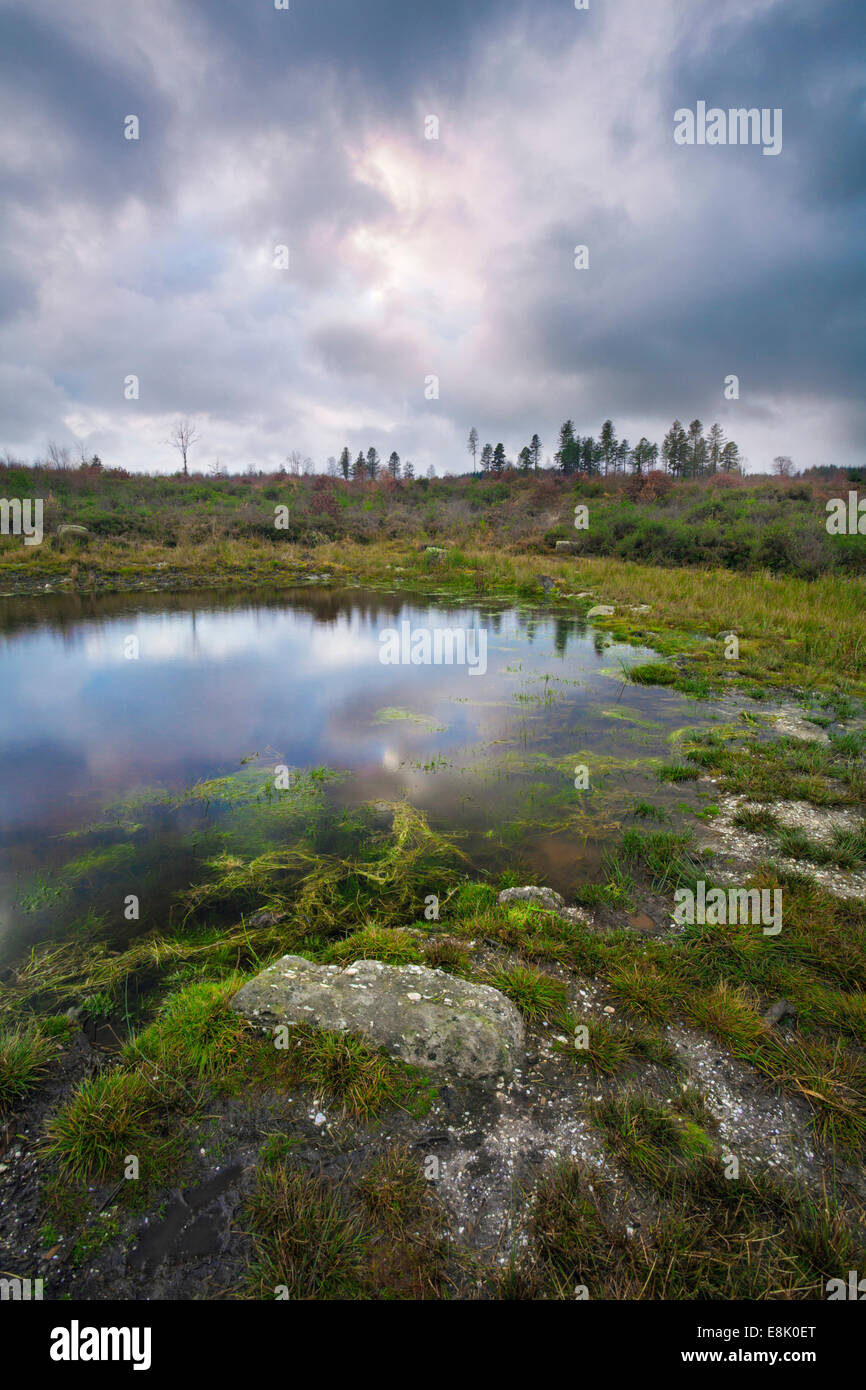 Moor pond hi-res stock photography and images - Alamy