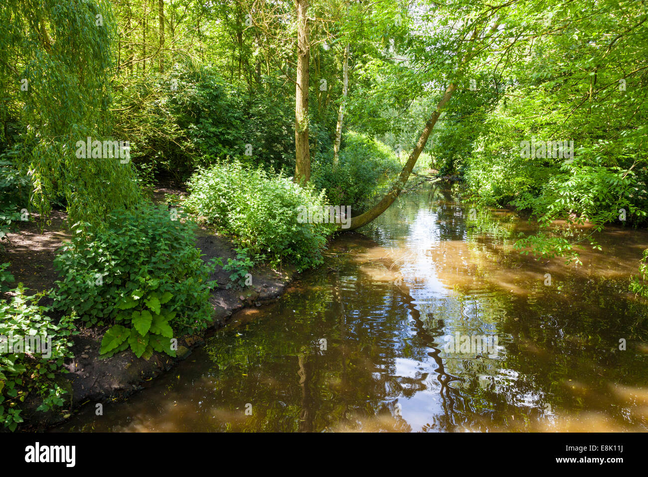 Trees along the lakeside of Rufford Lake at Rufford Abbey Country Park ...