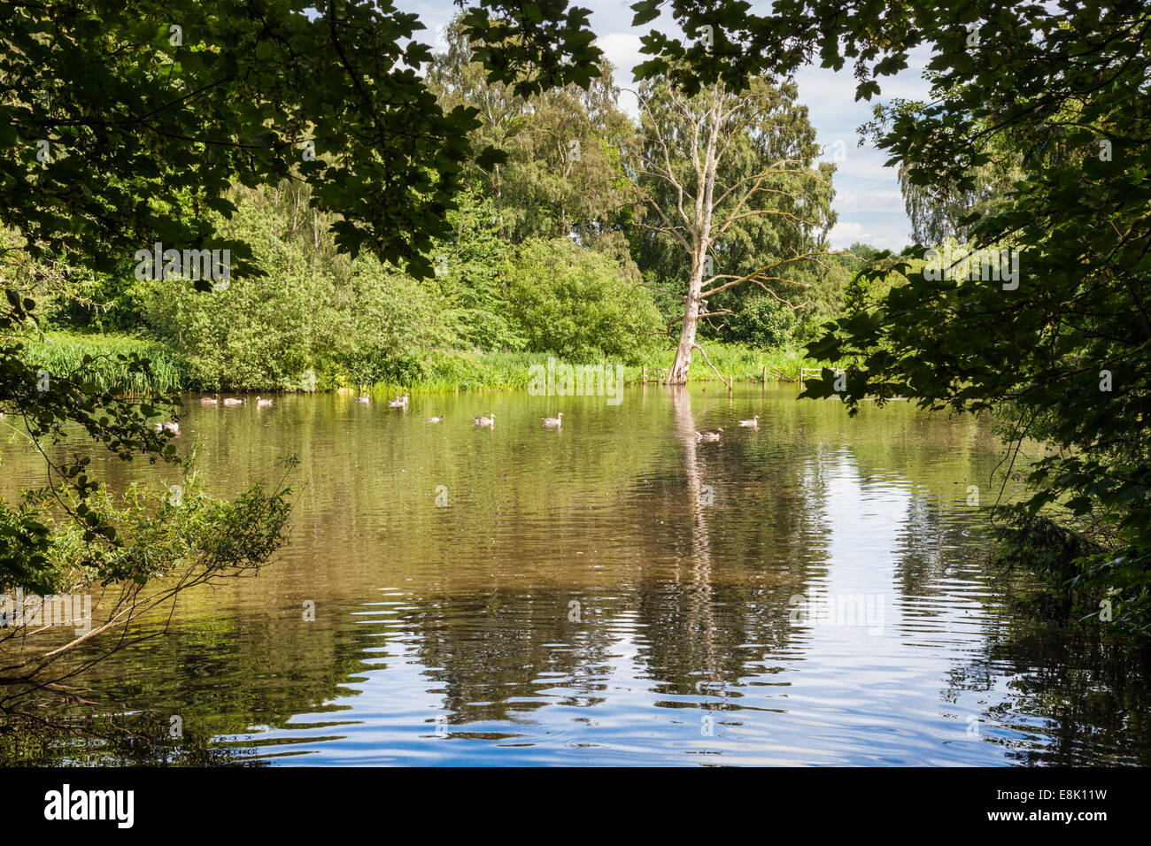 Part of Rufford Lake surrounded by trees at Rufford Abbey Country Park ...