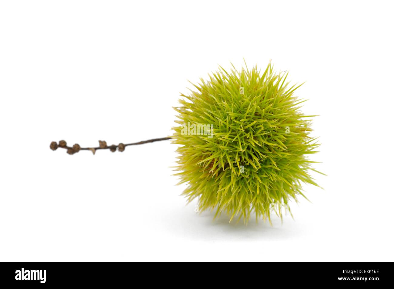 Chestnut roasted Cut Out Stock Images & Pictures - Alamy