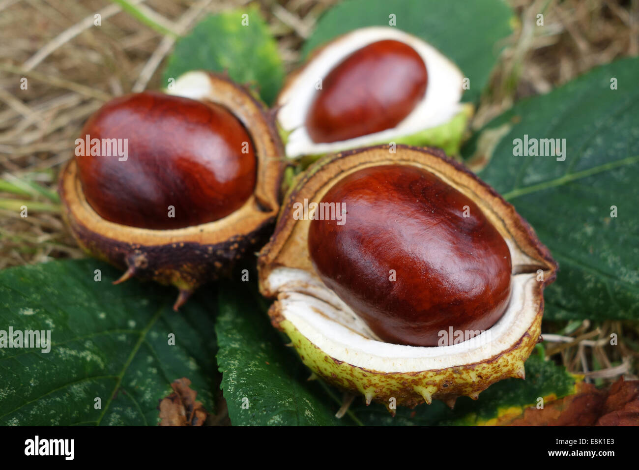 Horse chestnut conkers aesculus hi-res stock photography and images - Alamy