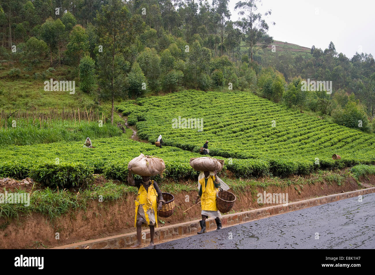 Terrace farming rwanda hi-res stock photography and images - Alamy