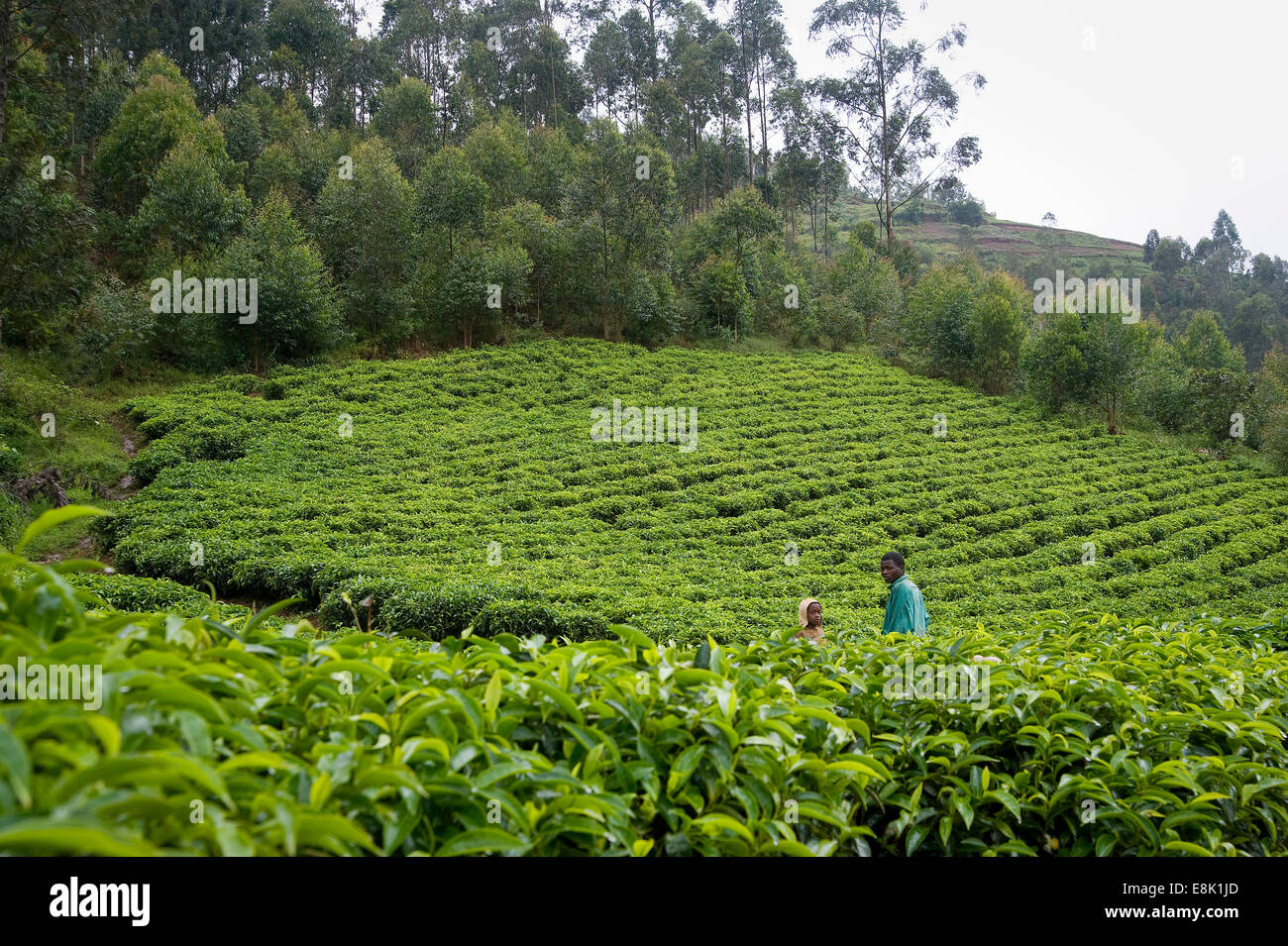 RWANDA, BJUMBA: Around Bjumba are large tea plantations where many ...