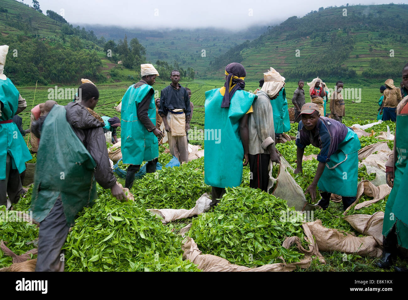 RWANDA, BJUMBA: Around Bjumba are large tea plantations where many ...