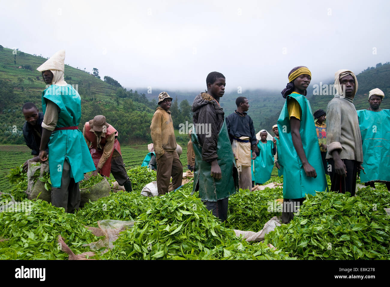 Terrace farming rwanda hi-res stock photography and images - Alamy