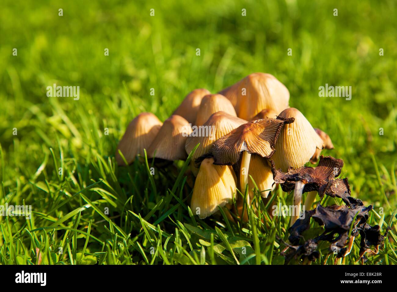 Inky cap mushrooms Stock Photo - Alamy