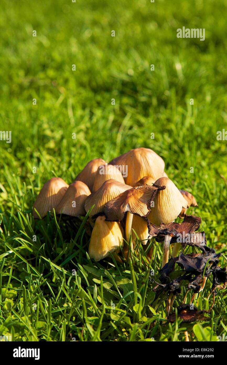 Inky cap mushrooms Stock Photo - Alamy