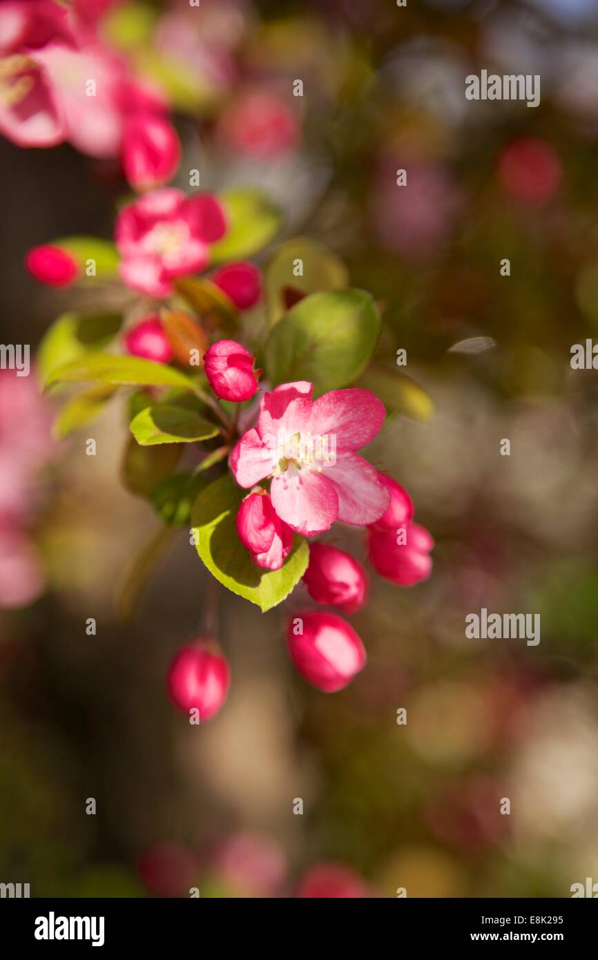 Crabapple flower hi-res stock photography and images - Alamy