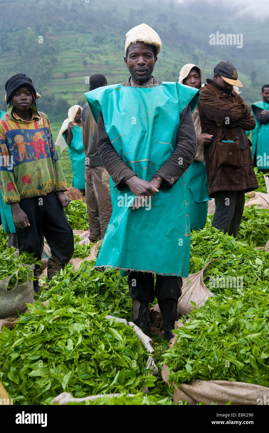 Terrace farming rwanda hi-res stock photography and images - Alamy
