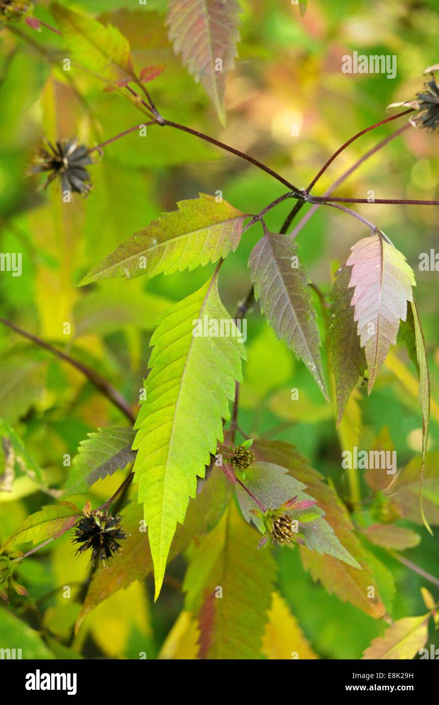 Human dispersal hi-res stock photography and images - Alamy