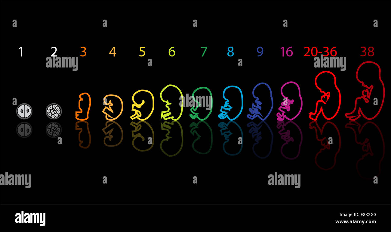 Fetal development stages hi-res stock photography and images - Alamy