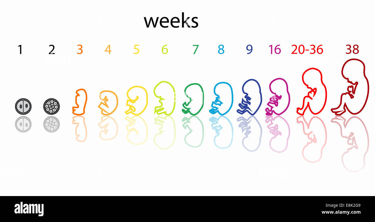 Fetal Development Week By Week Chart