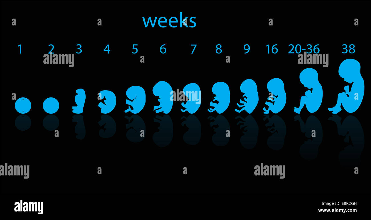 Nine week fetus hi-res stock photography and images - Alamy