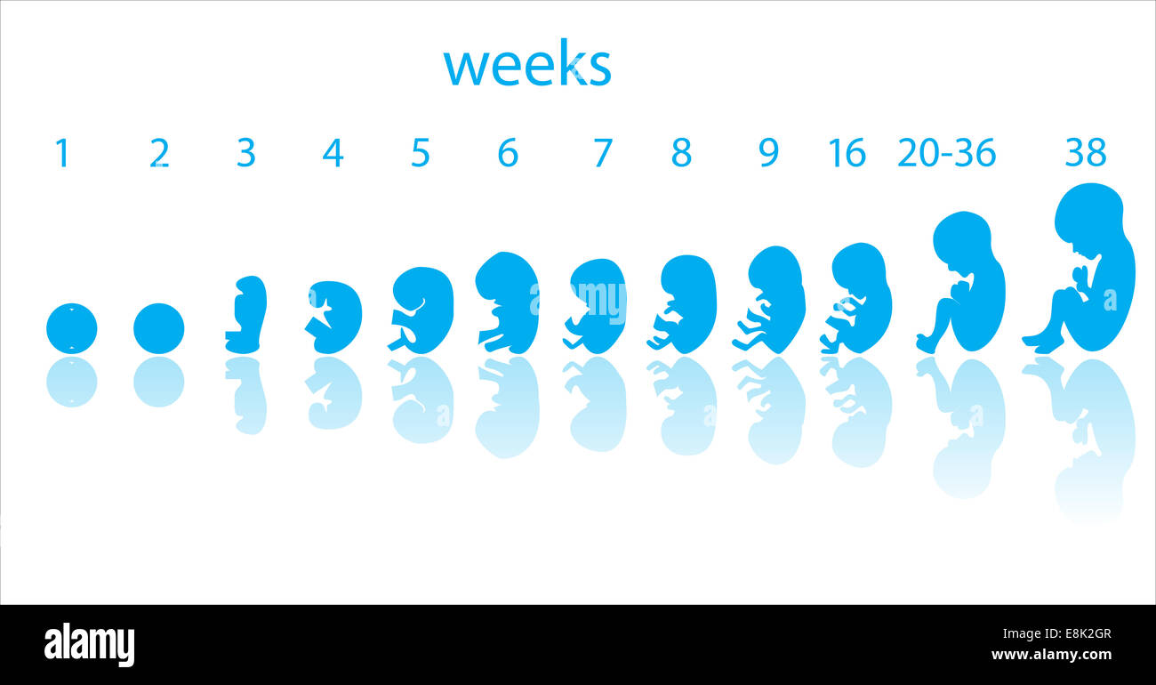 Embryo development stages Cut Out Stock Images & Pictures - Alamy