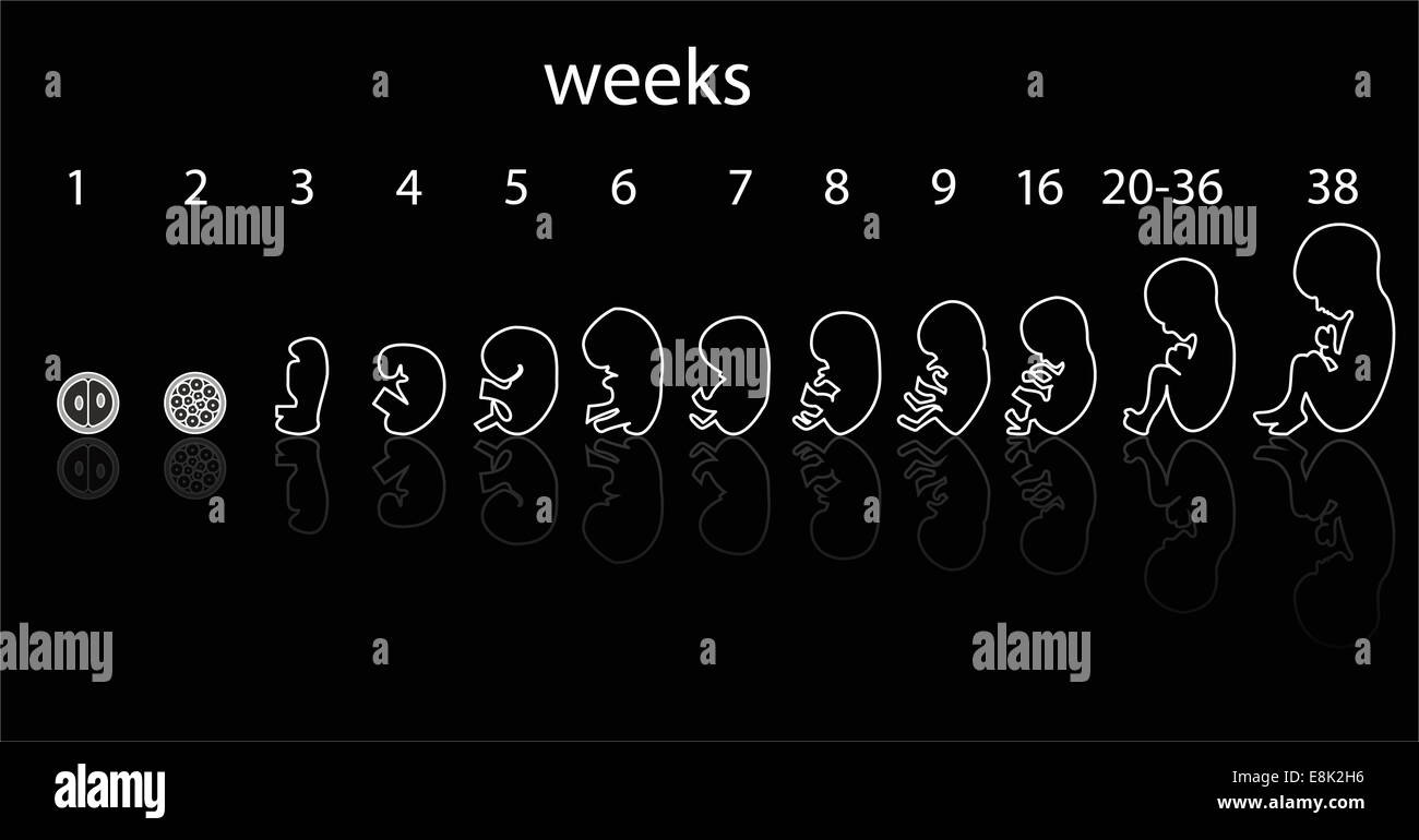 Human fetus Black and White Stock Photos & Images - Alamy