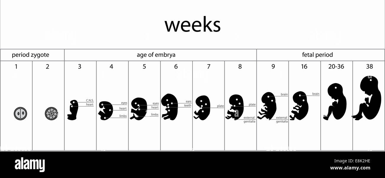 Nine week fetus hi-res stock photography and images - Alamy