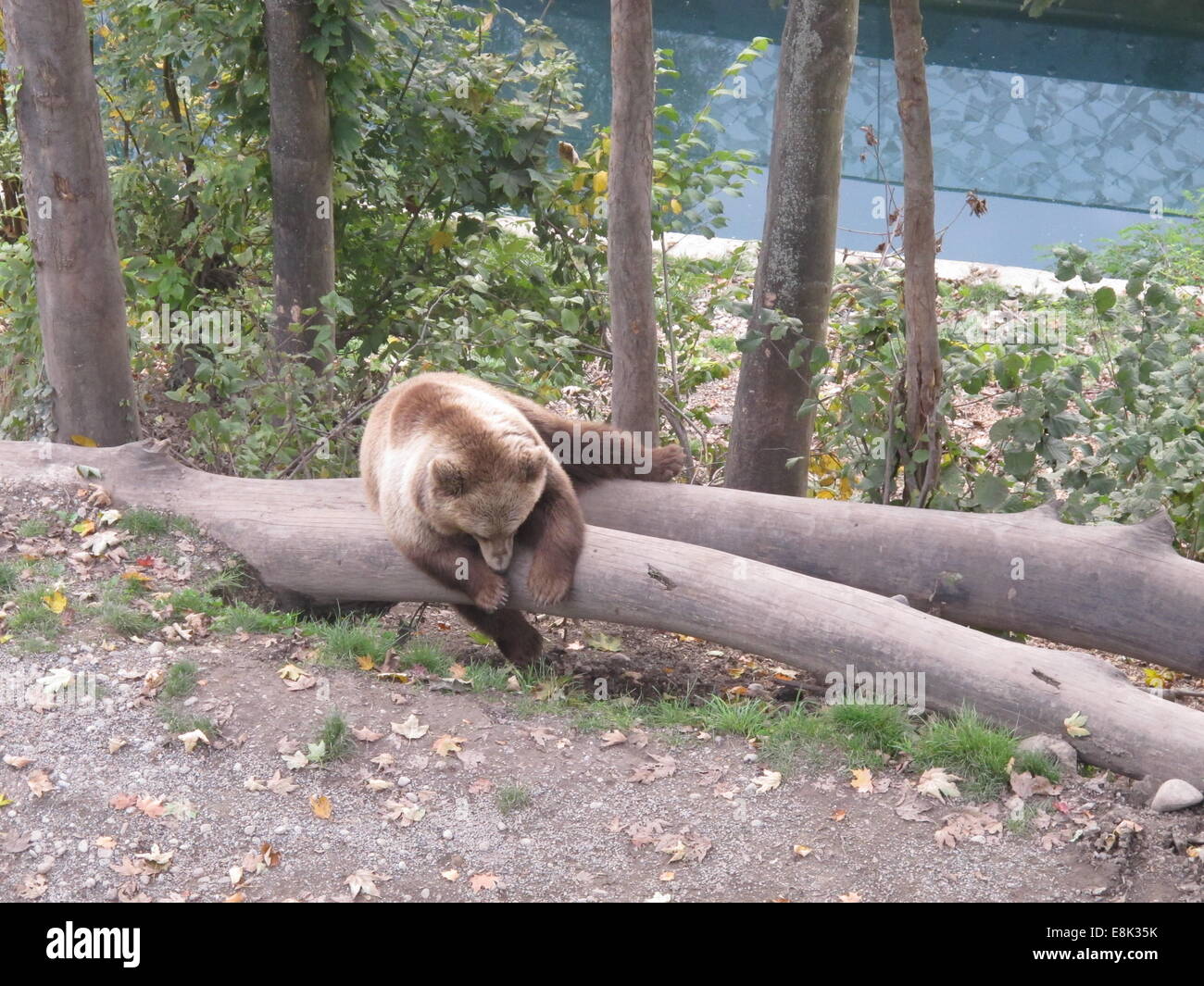 Most famous bear hi-res stock photography and images - Alamy