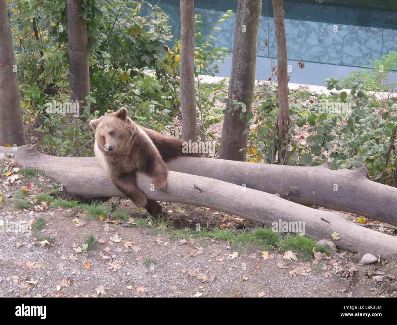Most famous bear hi-res stock photography and images - Alamy