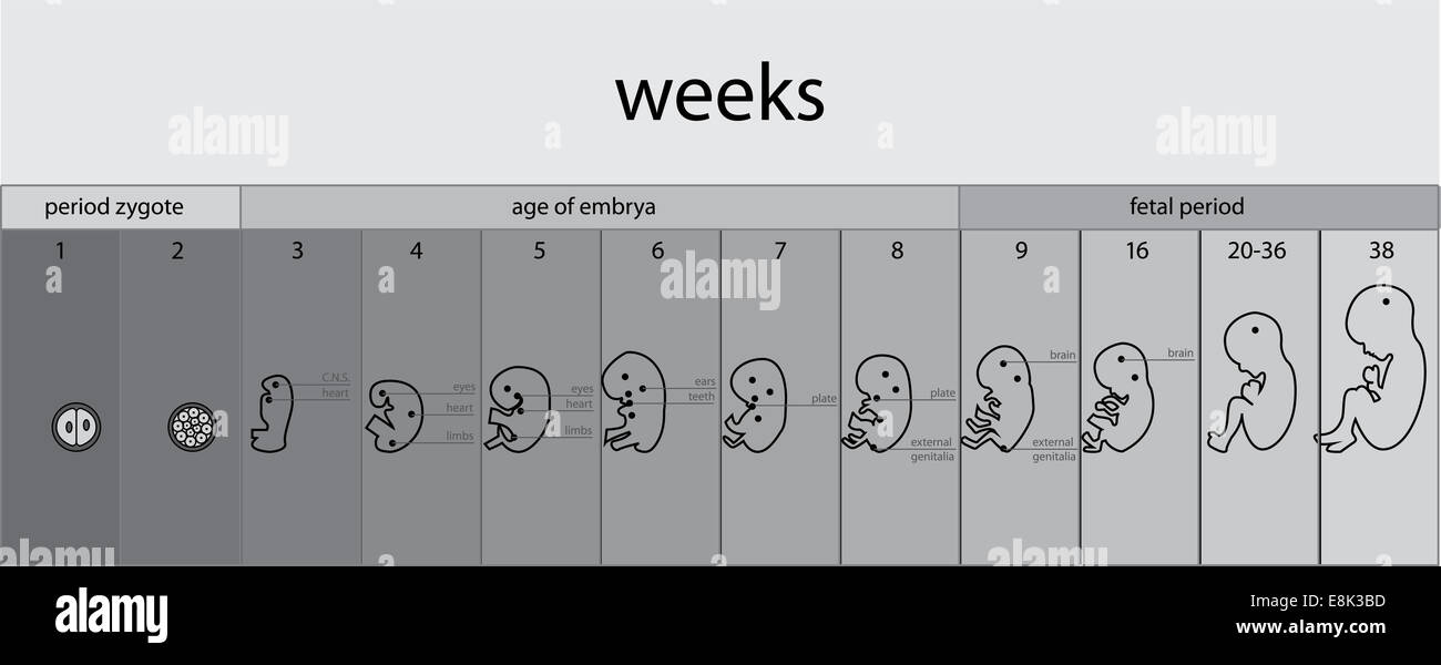 Nine week fetus hi-res stock photography and images - Alamy