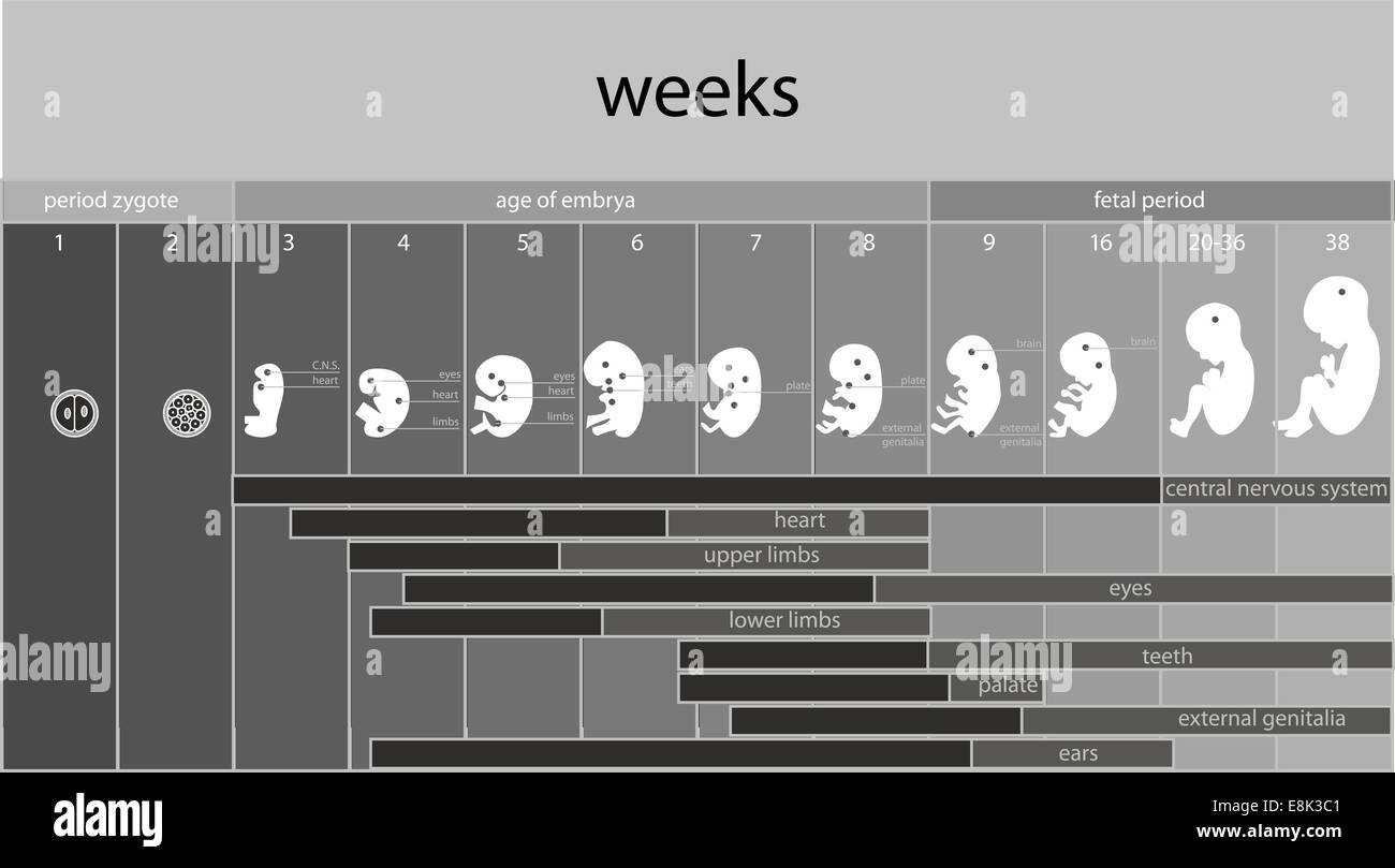 Nine week fetus hi-res stock photography and images - Alamy