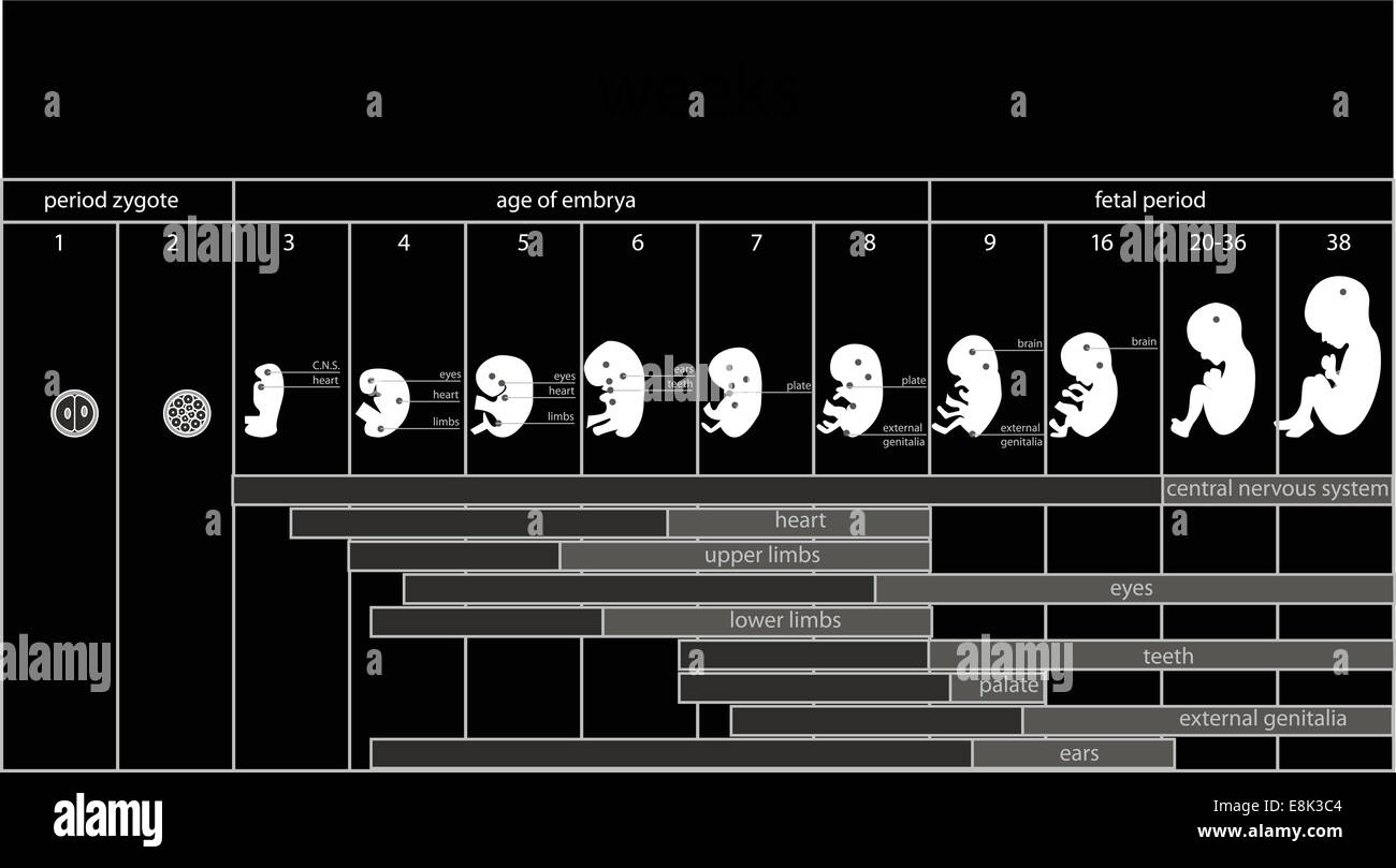 Fetal development hi-res stock photography and images - Alamy