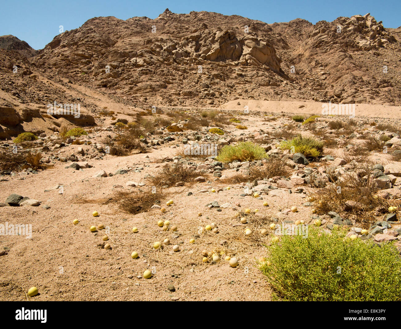 Egypt, Sinai, Sharm el Sheikh, Nabq National Park, Desert Melon ...