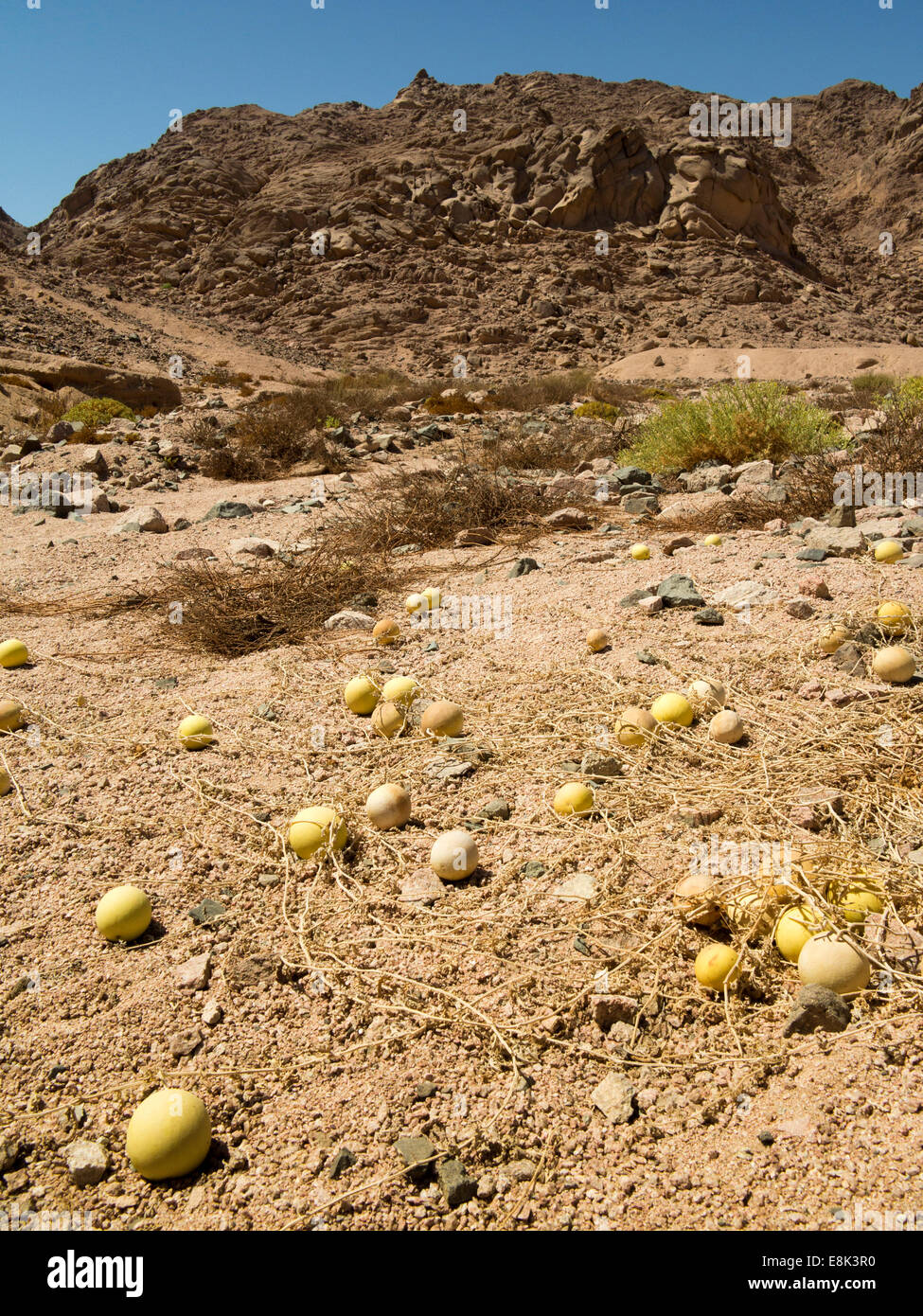 Melon growing plant hi-res stock photography and images - Alamy