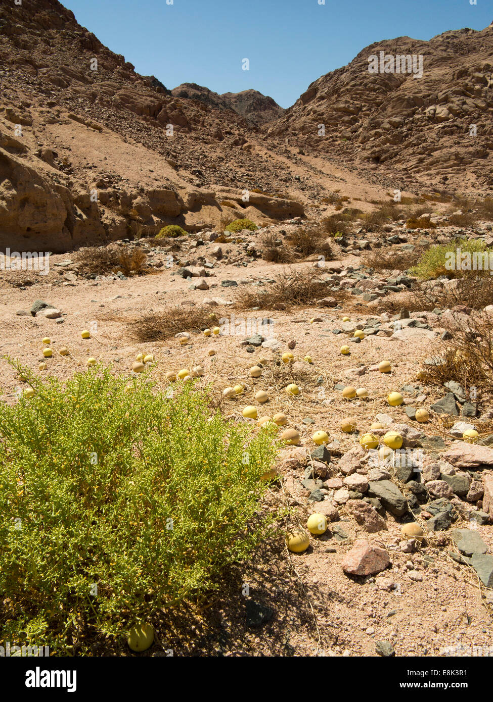 Melon growing plant hi-res stock photography and images - Alamy