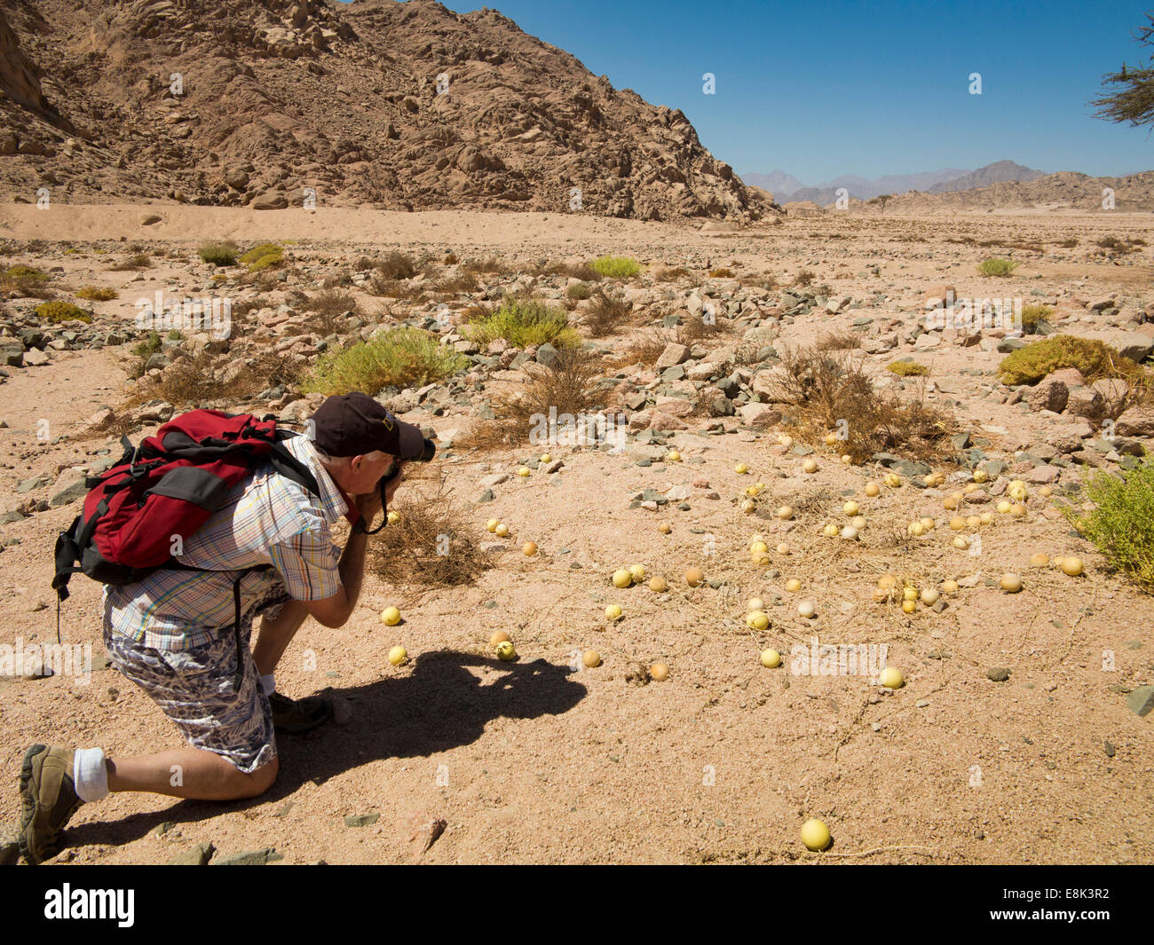 Egypt, Sinai, Sharm el Sheikh, Nabq National Park, tourist taking ...