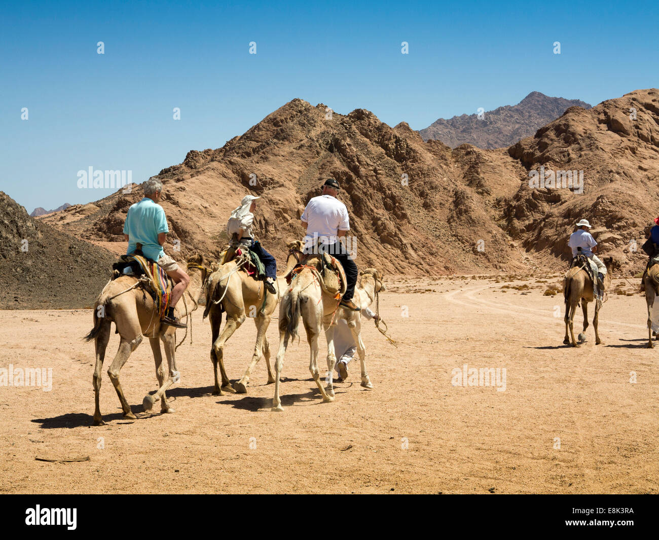 Egypt, Sinai, Sharm el Sheikh, Bedouin Desert Camp, senior tourists enjoying camel ride Stock ...