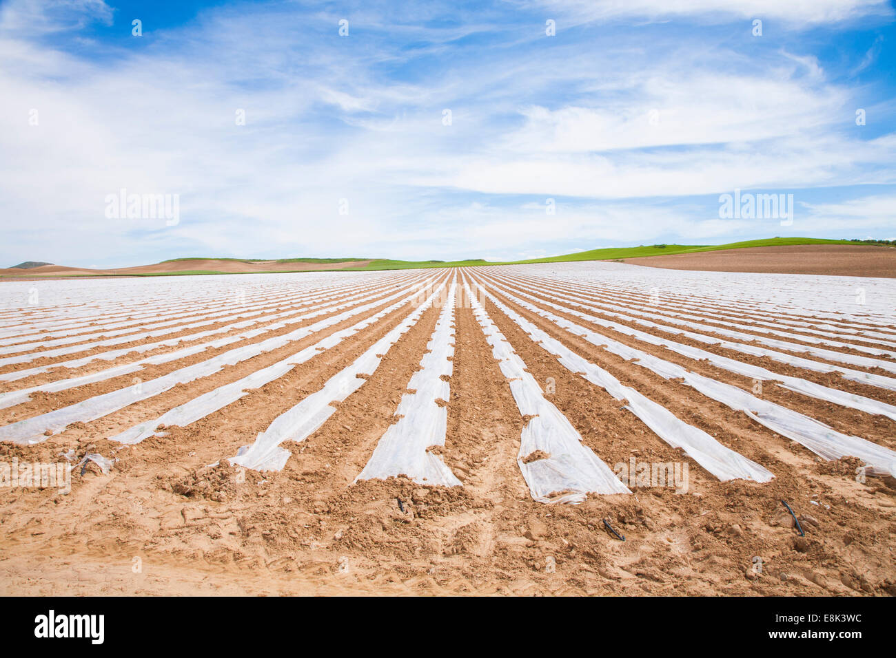 Field Vegetable Covered Plastic Agriculture High Resolution Stock ...