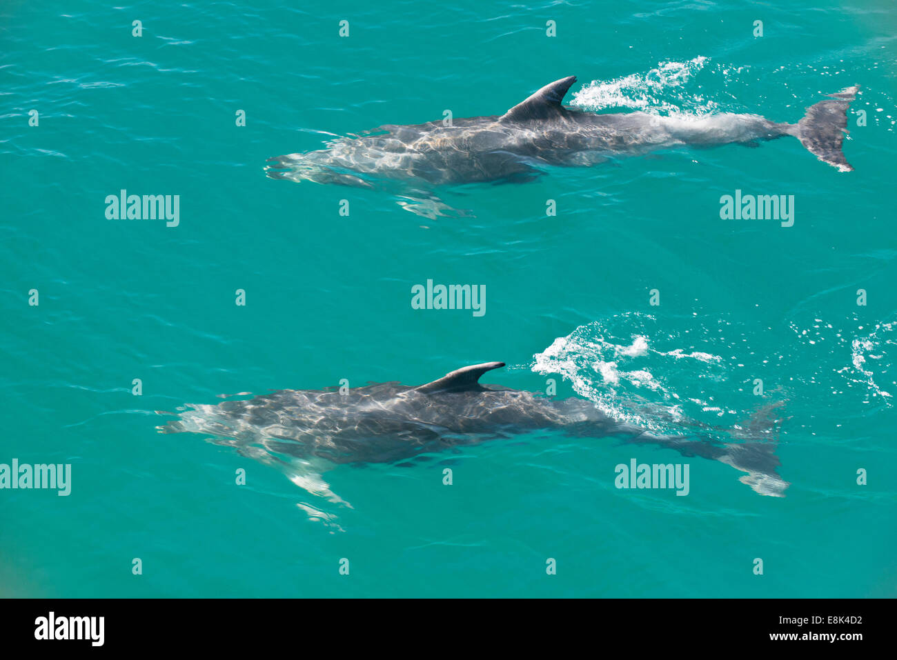 New Zealand, North Island, Bay of islands, Bottlenose Dolphins (Large ...
