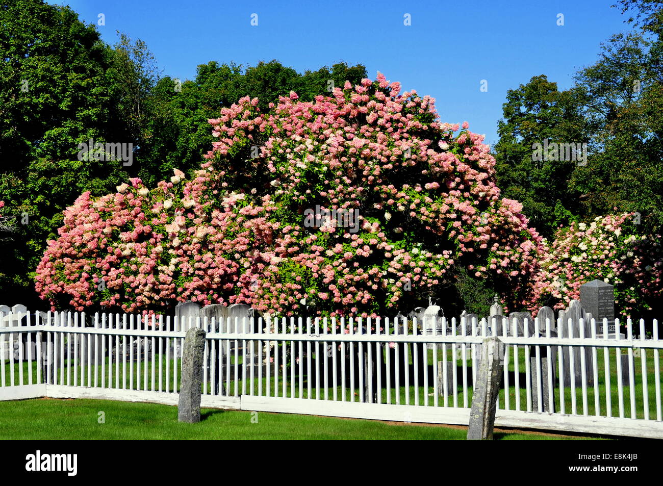 Rockingham, Vermont: A massive pink Hydrangea tree in the burial ground ...