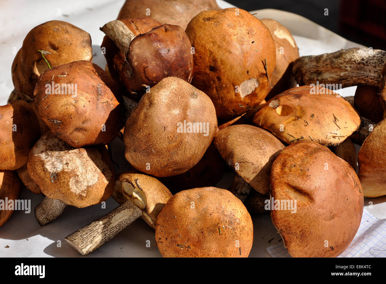 Latvia, Riga, mushroom Stock Photo - Alamy