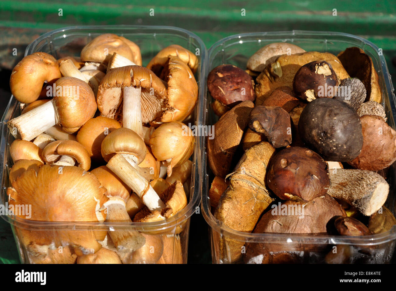 Latvia riga mushroom hi-res stock photography and images - Alamy